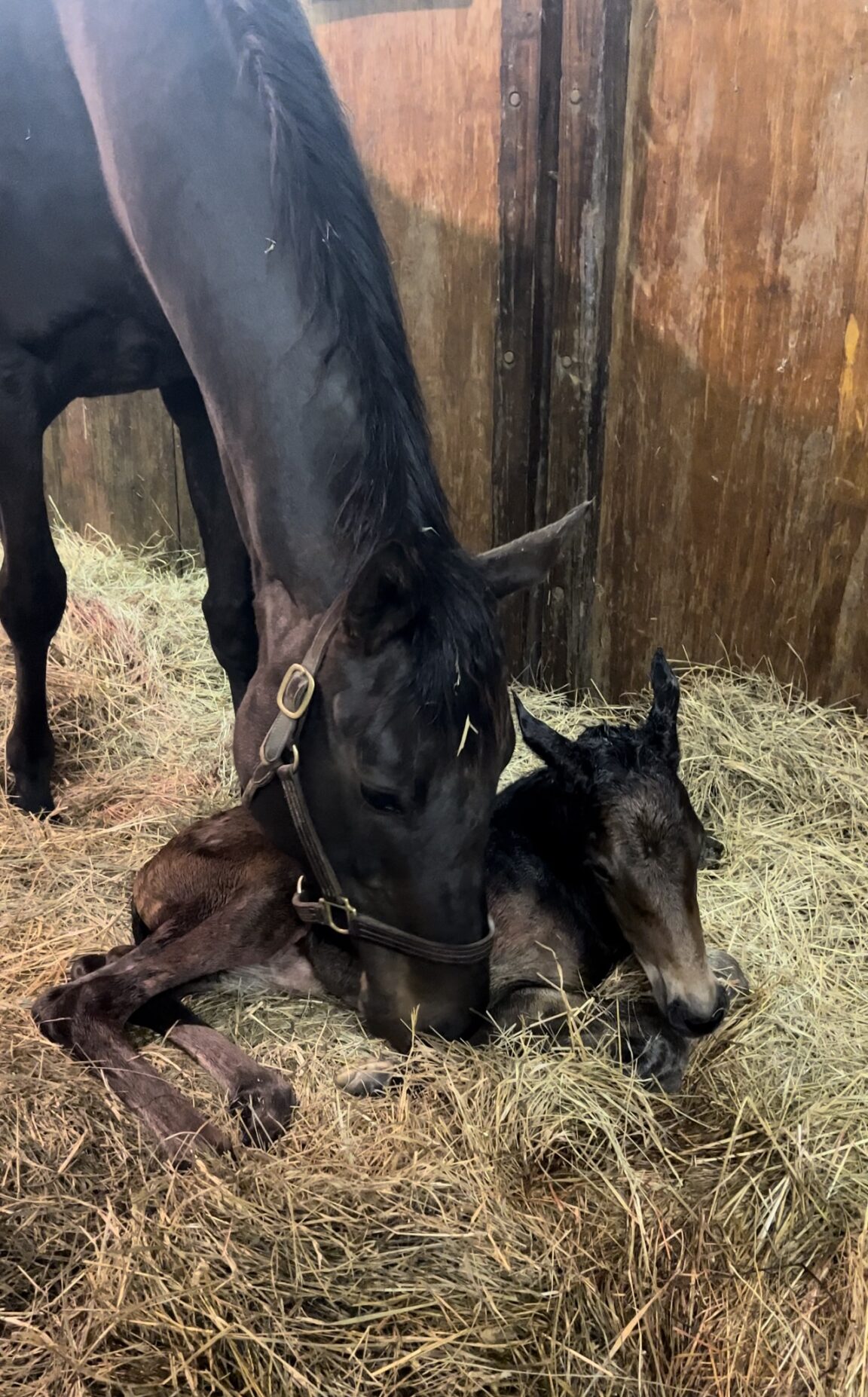 Uncle Mo/Fulcrum2023 – Rose Hill Farm