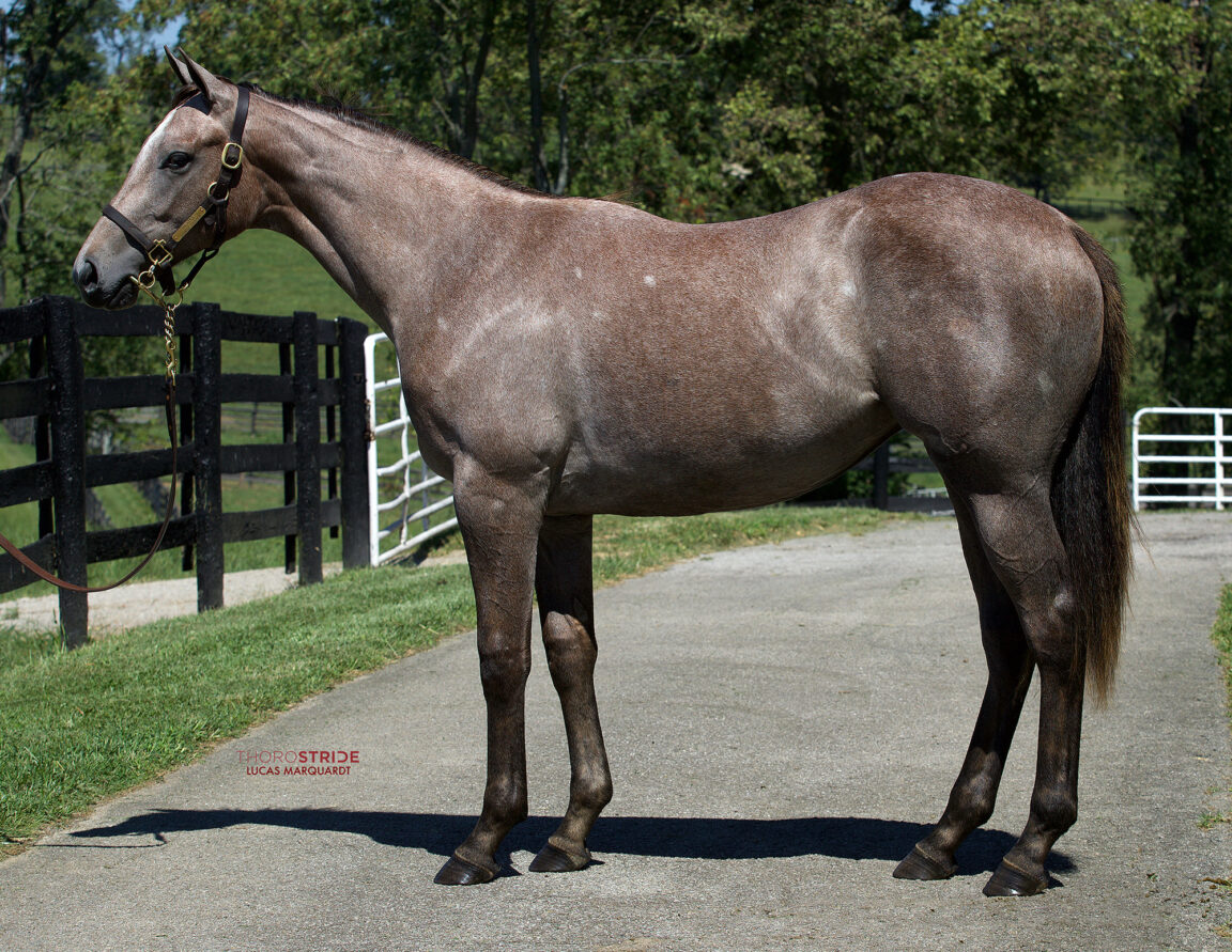 Volatile/Lemon Dancer 2023 – Rose Hill Farm